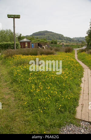 Seaton Wetland Reserve; Devon; UK Stock Photo - Alamy