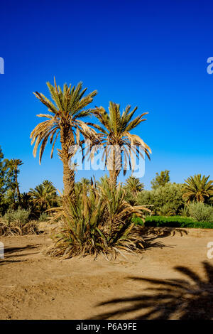 An oasis near Skoura in southern Morocco Stock Photo - Alamy