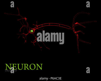 3d Illustration of Neuron anatomy, infographic isolated black Stock ...
