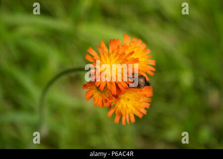 Close-up of Orange Hawkbit flowers Stock Photo - Alamy
