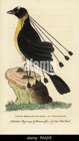 Western or Arfak parotia (Parotia sefilata), a bird-of-paradise, doing ...