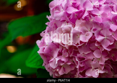 blurred colorful hydrangea flowes, Hydrangea in full bloom, Postcard ...