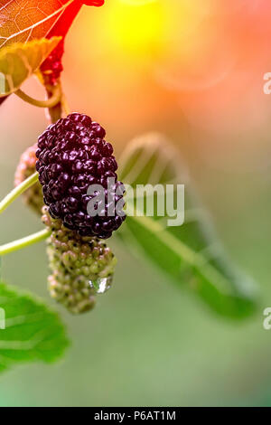 wet mulberries on black background close-up Stock Photo - Alamy