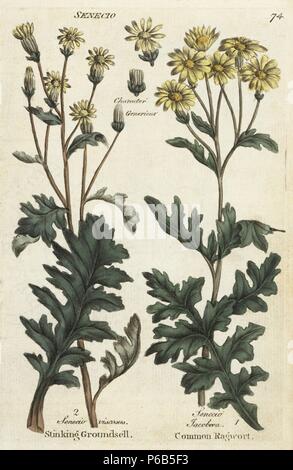 Common groundsel, Senecio vulgaris. Handcoloured copperplate engraving ...