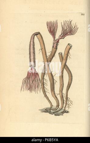 Sea worm, Amphitrite ventilabrum Stock Photo - Alamy