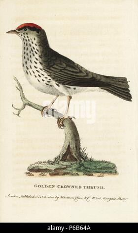 Thrush, 18th century illustration Stock Photo - Alamy