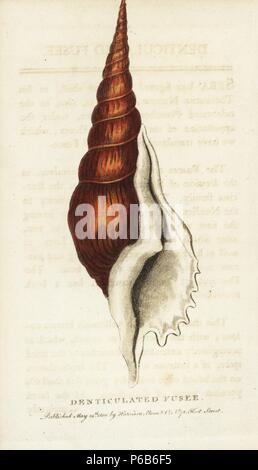 Tibia Fusus conch shell illustration isolated on white with clipping ...