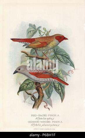 Red-faced Pytilia Stock Photo - Alamy