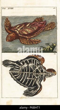 Skeleton of a Loggerhead sea turtle (Caretta caretta), poaching, Sal ...