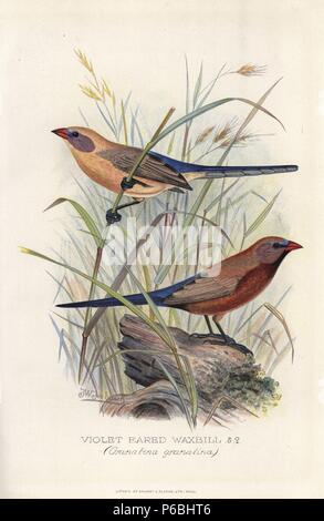 Common Grenadier or Violet-eared Waxbill - Okonjima, near Otjiwarongo ...