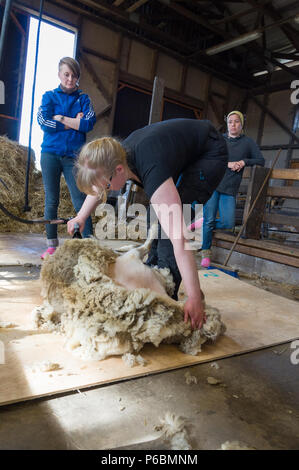 A Finnish female sheep shearer Stock Photo - Alamy