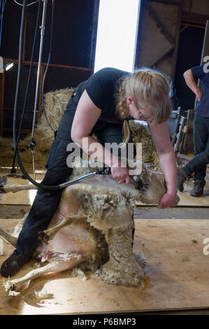 A Finnish female sheep shearer Stock Photo - Alamy