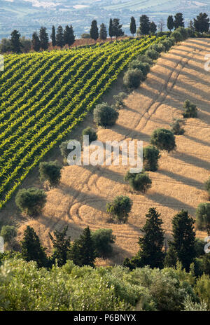 Panoramic view of olive groves and farms on rolling hills of Abruzzo ...