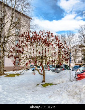 Staghorn sumac (Rhus typhina). Winter colony with fruiting bodies near ...