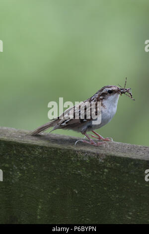 Treecreeper, Certhia familiaris, with food for young, on tree trunk ...