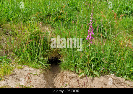 Entrance hole to rabbit warren Stock Photo - Alamy