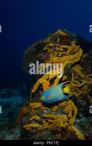 Queen Angelfish, Reef Scene Stock Photo - Alamy