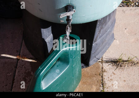 Filling watering can with rainwater from waterbutt to water plants ...