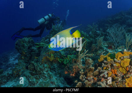 Queen angelfish underwater in the Carribean Stock Photo - Alamy