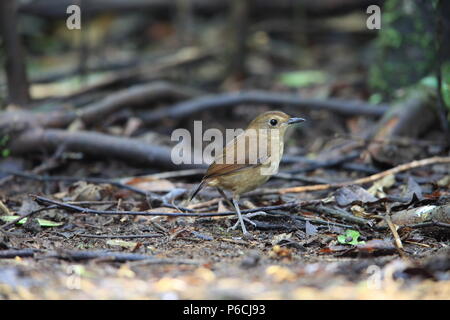 Lesser shortwing (Brachypteryx leucophris langbianensis) in Dalat ...