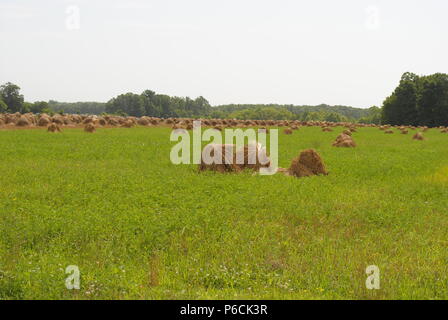 Amish oat shocks Stock Photo - Alamy