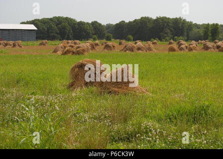 Amish oat shocks Stock Photo - Alamy