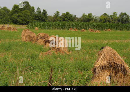 Amish oat shocks Stock Photo - Alamy