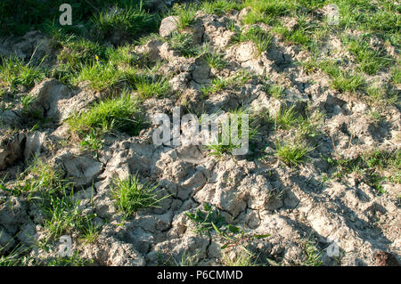 Rural road with dried mud and traces of cattle in sunny day as natural ...