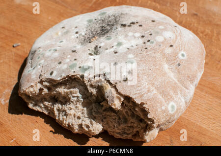 Moldy and musty round wheat bread on wooden background Stock Photo - Alamy
