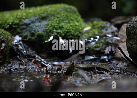 Spotted forktail (Enicurus maculatus) in Dalat, Vietnam Stock Photo - Alamy