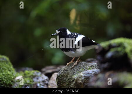 Spotted forktail (Enicurus maculatus) in Dalat, Vietnam Stock Photo - Alamy