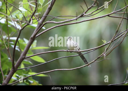 Grey-crowned crocias (Crocias langbianis) in Da lat, Vietnam Stock ...