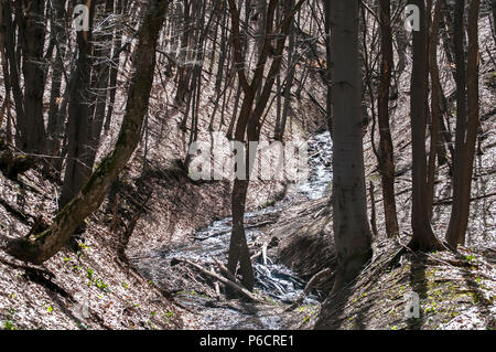 Early spring beech tree defoliated forest scene in sunny day Stock ...