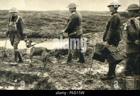 world war i, messenger dog, ww1, wwi, world war one Stock Photo ...