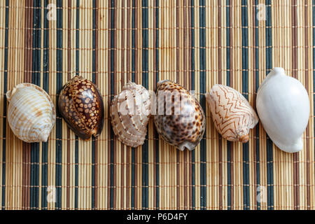 Seashells on a background of vertical lines Stock Photo - Alamy