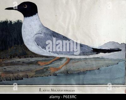 MALASPINA , ALEJANDRO. MARINO ITALIANO. 1754 - 1809. EXPEDICION ...