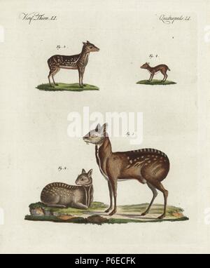 Siberian Musk deer (Moschus moschiferus Stock Photo - Alamy