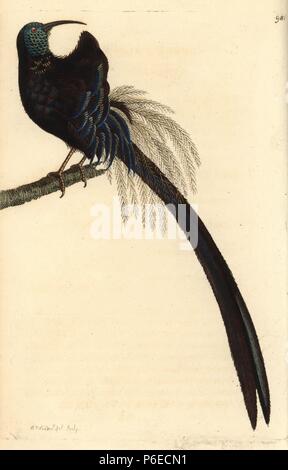 Black Sicklebill Bird Paradise (Epimachus fastuosus) male feeding on ...
