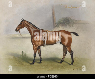 Basil James Nightingale horse portrait Blacmore 1893 Stock Photo - Alamy