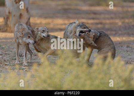 A pack of Gray wolves (canis lupus) feed and a deer kill in Minnesota ...