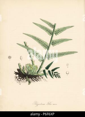 Male Fern (Dryopteris filix-mas), medicinal plant, historical ...