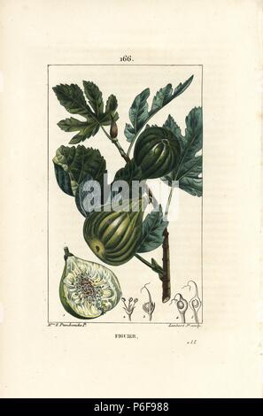 Ficus carica (Fig), branch showing leaves and ripening fruits Stock ...
