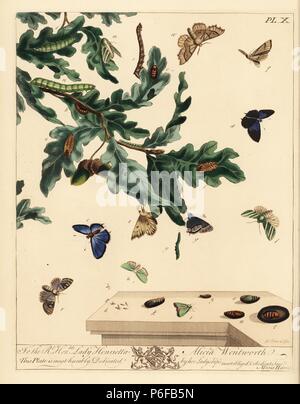 Green Oak Tortrix Moth caterpillar Tortrix viridana hanging from a silk ...