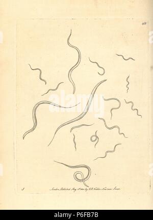 Eel vibrio, Vibrio anguillula, microscopic worms Stock Photo - Alamy
