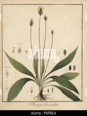 Ribwort plantain, Plantago lanceolata. Handcoloured botanical drawn and ...