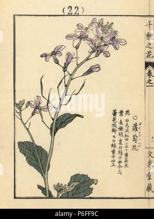 Daikon Radish flower Stock Photo - Alamy