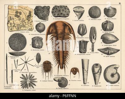 Trinucleus, a fossil trilobite Stock Photo - Alamy