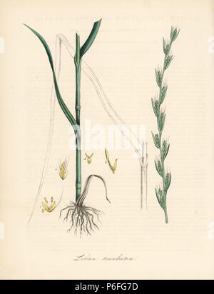 Bearded darnel or poison darnel, Lolium temulentum Stock Photo ...