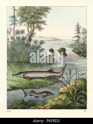 Acipenser sturio, or European sea sturgeon, also known as Atlantic ...