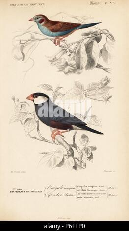 Java sparrow, Lonchura oryzivora. Vulnerable. (Java grosbeak, Loxea ...